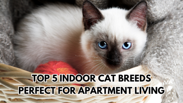 Top 5 Best Cat Breeds to Adopt - NAOWtheCat.com