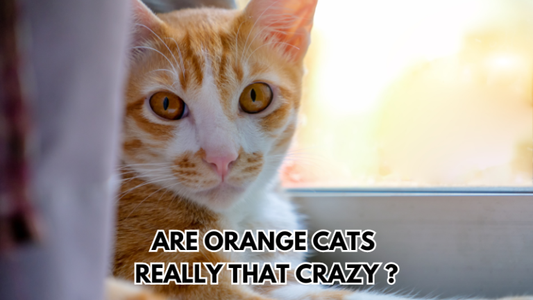 10 Funny Facts About Orange Cats - NAOWtheCat.com