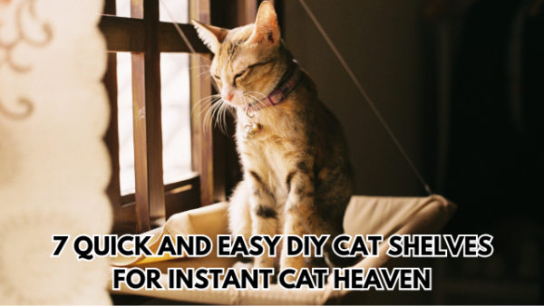 10 Easy DIY Cat Bed Ideas that Anyone Can Make - NAOWtheCat.com