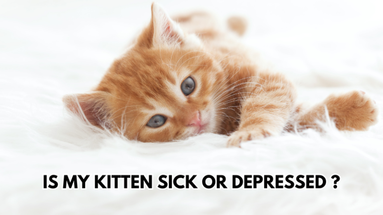 How to Get a Scared Kitten to Trust You ? - NAOWtheCat.com