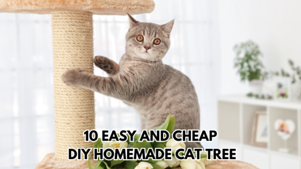 10 Easy DIY Cat Bed Ideas that Anyone Can Make - NAOWtheCat.com
